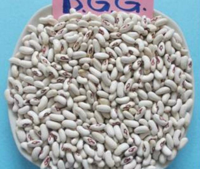 Cinq nouvelles variétés améliorées de haricot au Cameroun - Afrique Sub ...