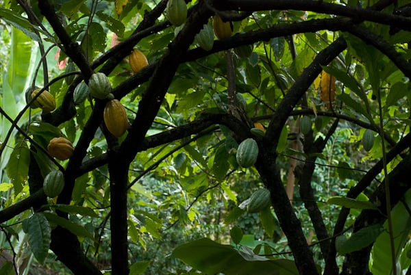 Comment préserver le cacaoyer des changements climatiques - Afrique Sub ...