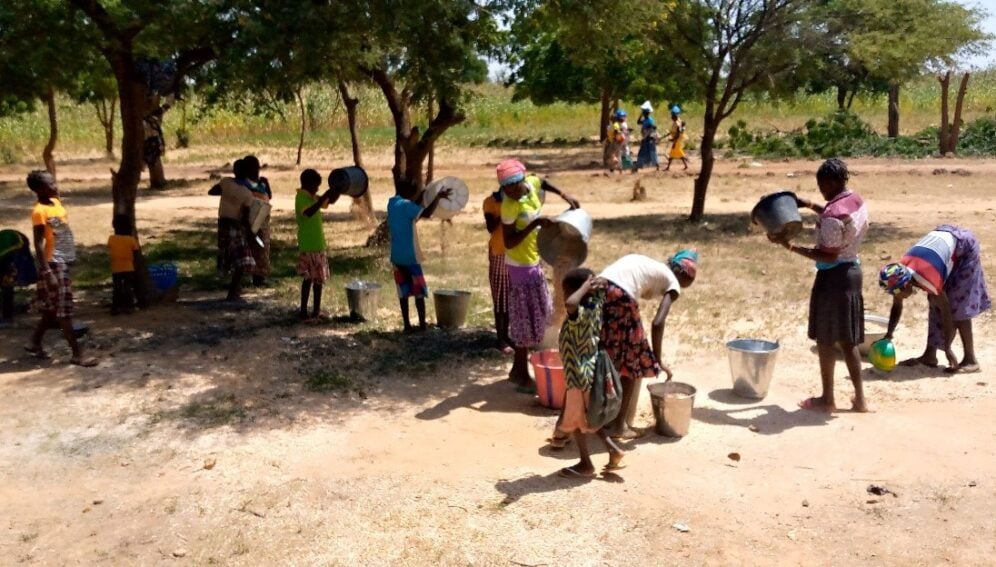 La culture combinée du mil et du niébé améliore les rendements ...