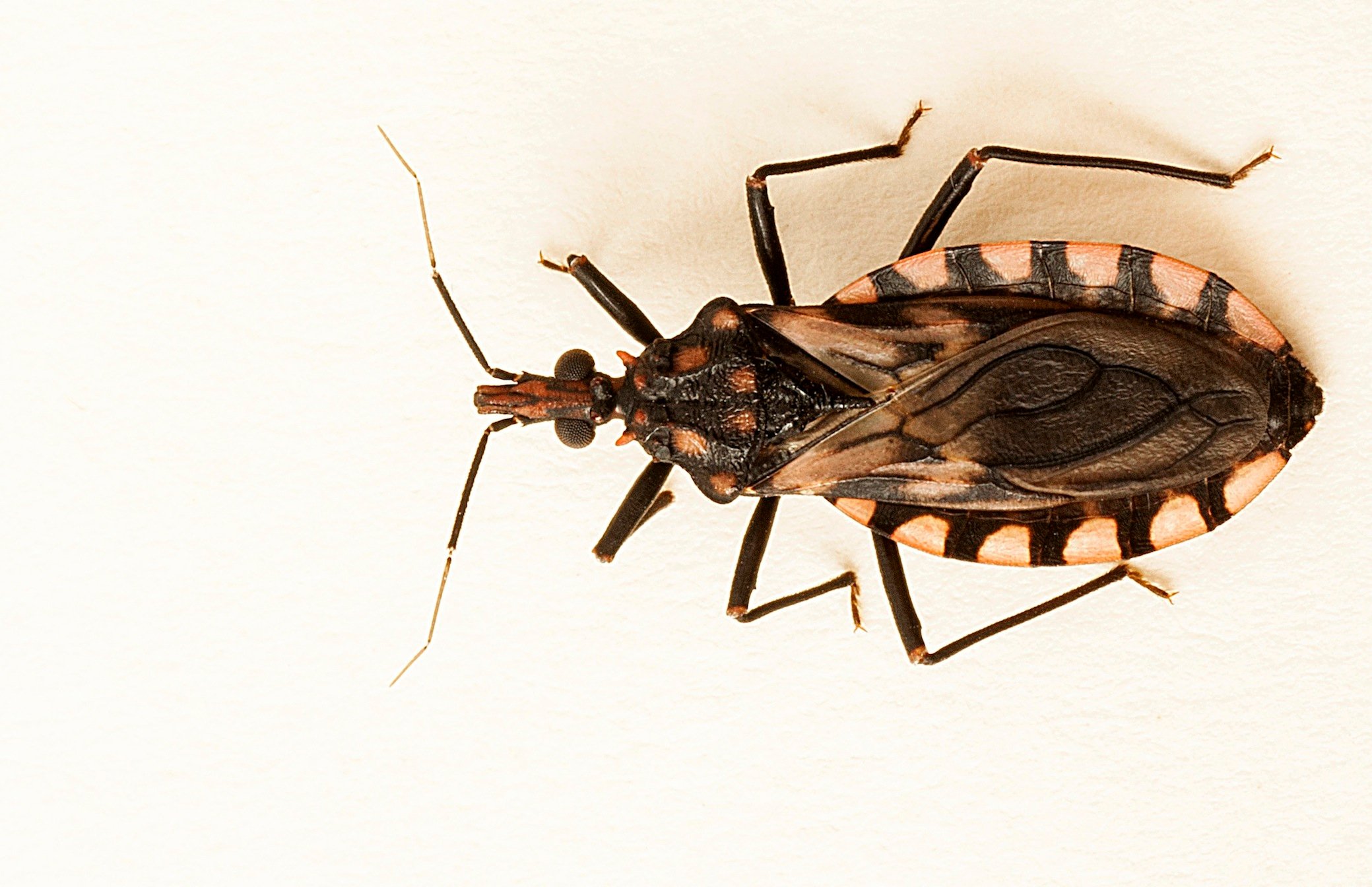 Aplicación ayuda a identificar vectores de mal de Chagas - América ...