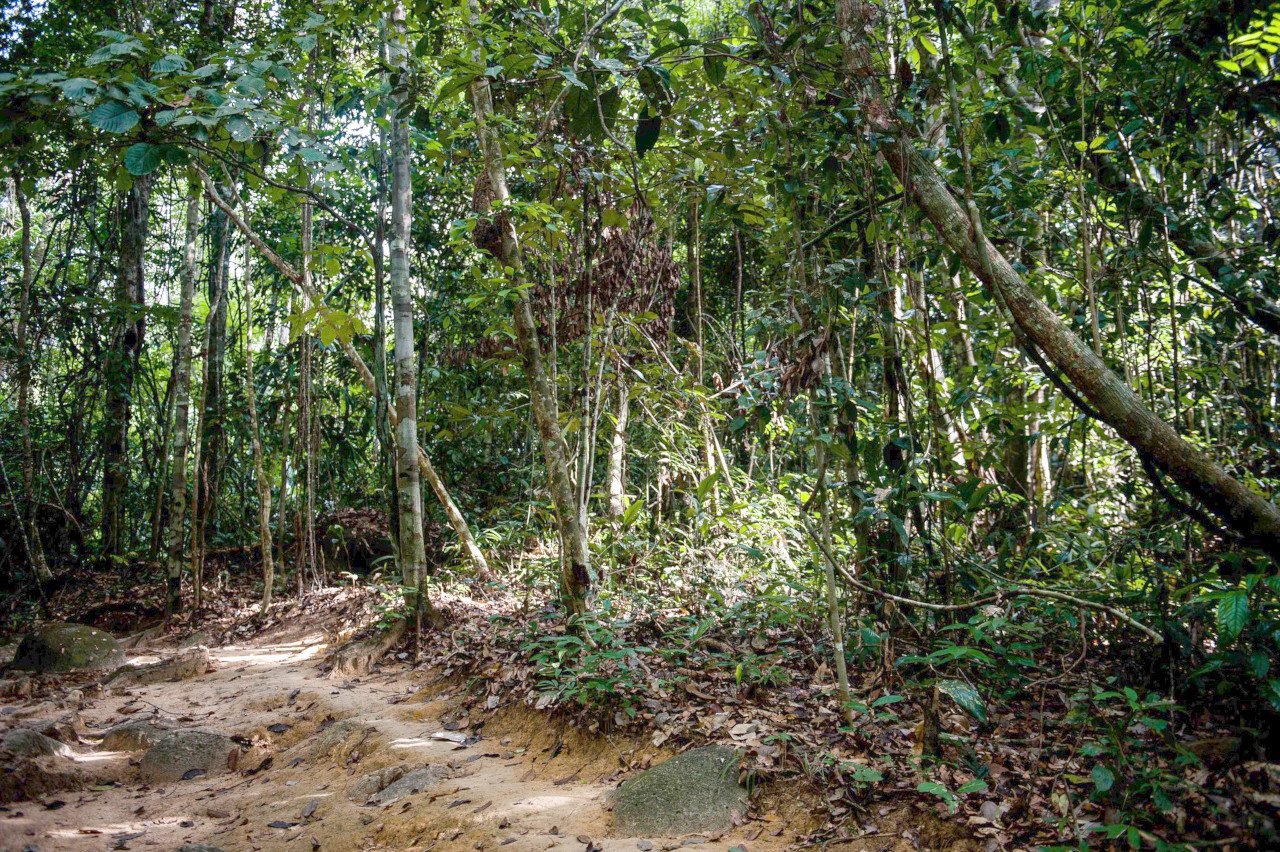 Bosques tropicales: menos húmedos y resistentes, más vulnerables ...