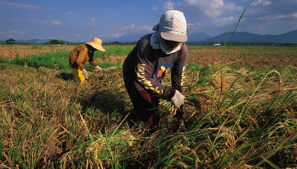Filipino Rice Farmers