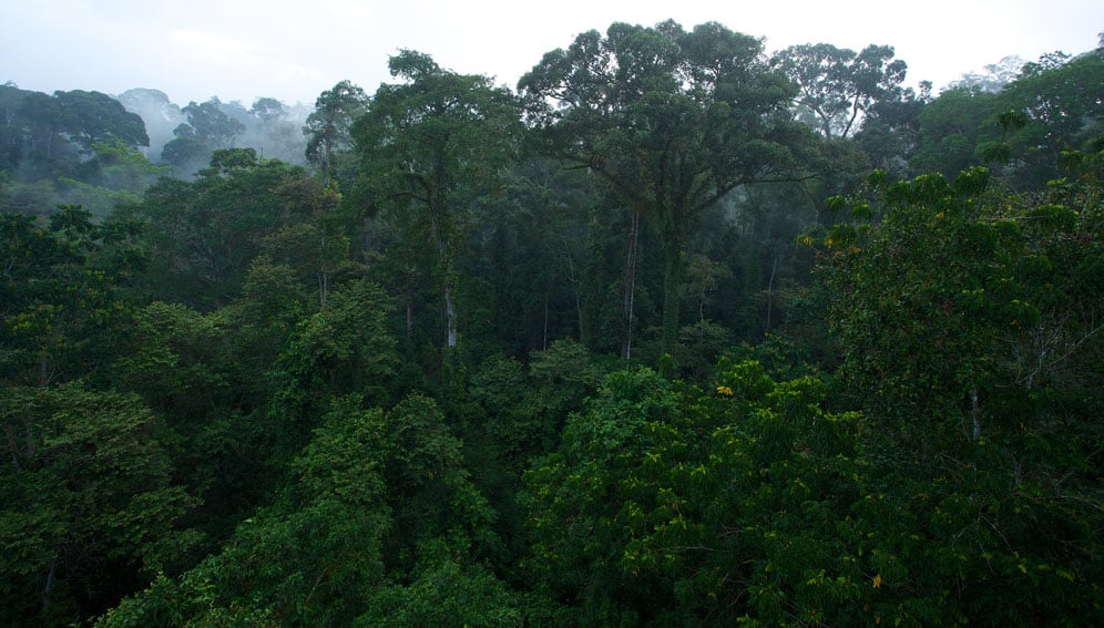 Asia Pacific old-growth forest decline fastest globally - Asia & Pacific