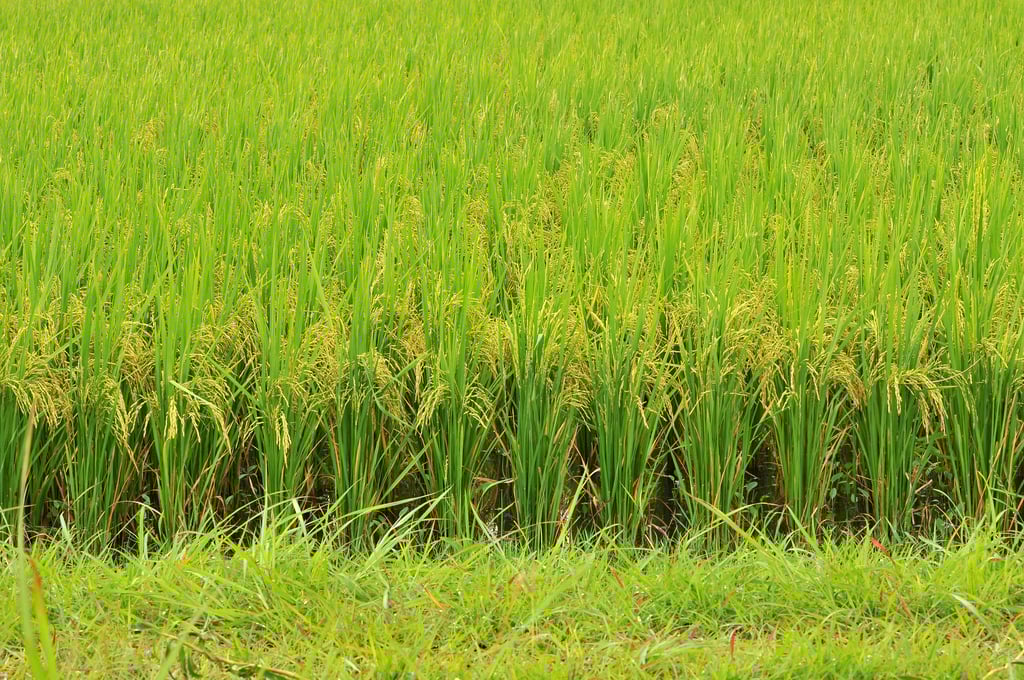 Prehistoric rice might provide DNA for breeding - Asia & Pacific
