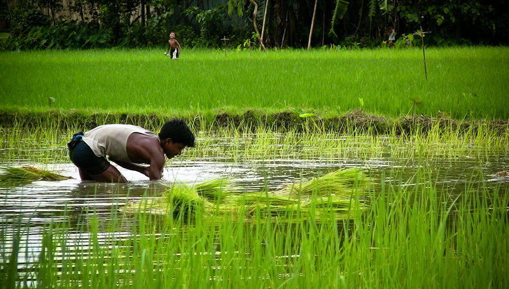 Bangladesh’s rice farmers tap underground ‘reservoirs’ - Asia & Pacific