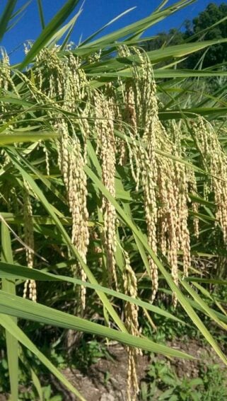 Southern Colonies Rice