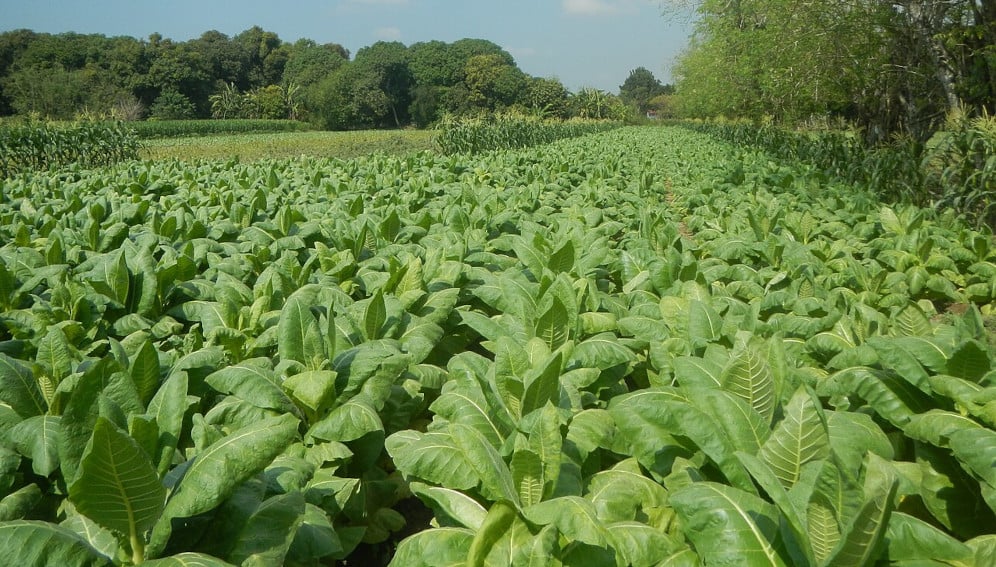 WHO calls on Asian countries to quit tobacco farming