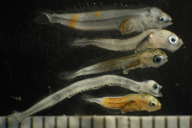 Fish larvae lose their way to safety in acidified oceans