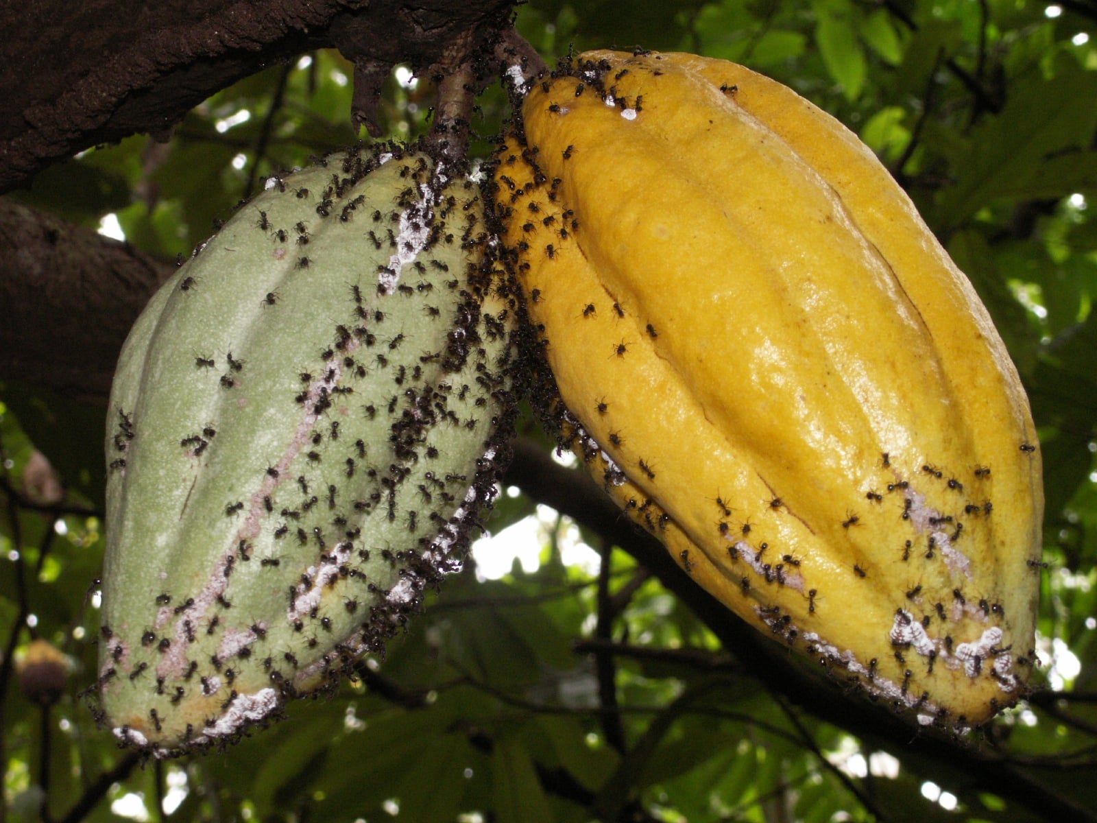 Pest ants help to improve Indonesian cocoa yields