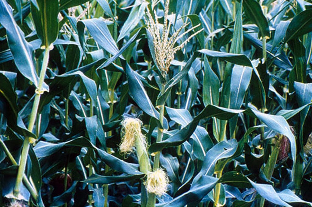 Burundi set to embrace hybrid maize seeds