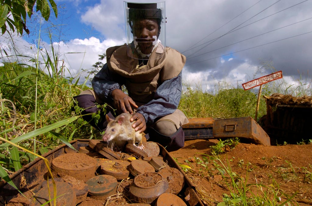 How rats become heroes in Africa