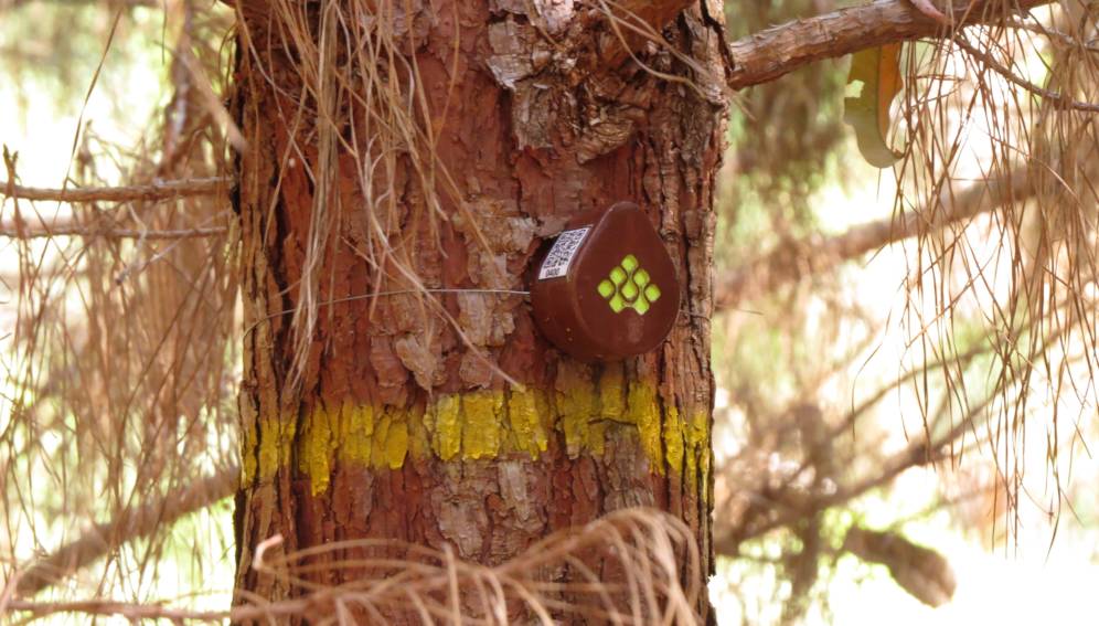 Sensors take the manual work out of forest monitoring