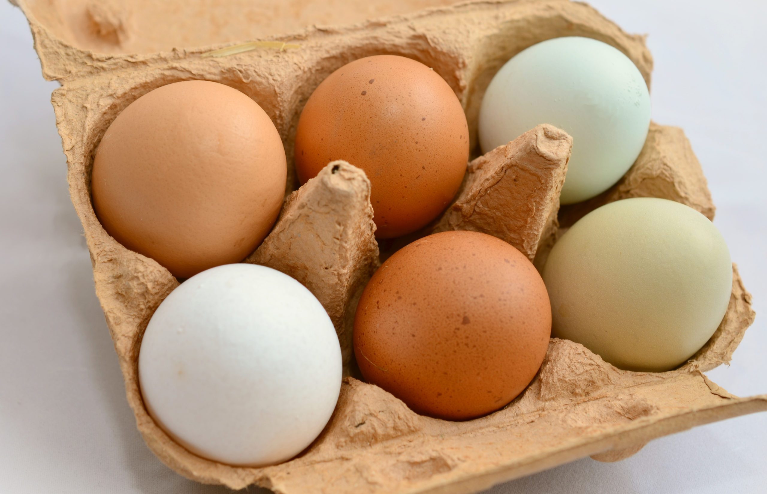 Protective bio-shell could extend egg shelf life