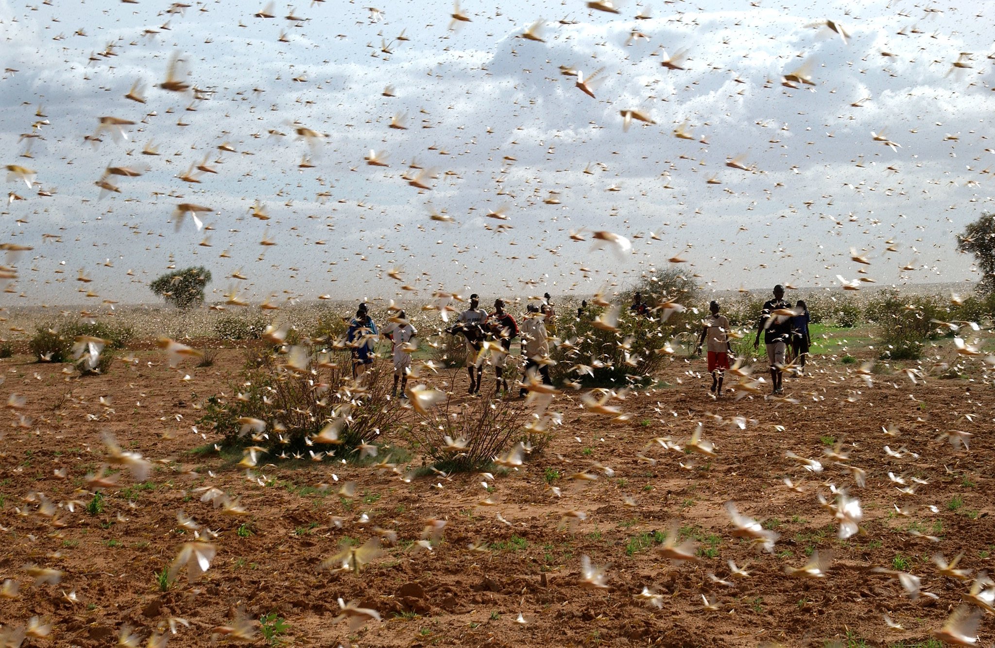 Famine risk for millions in second locust wave