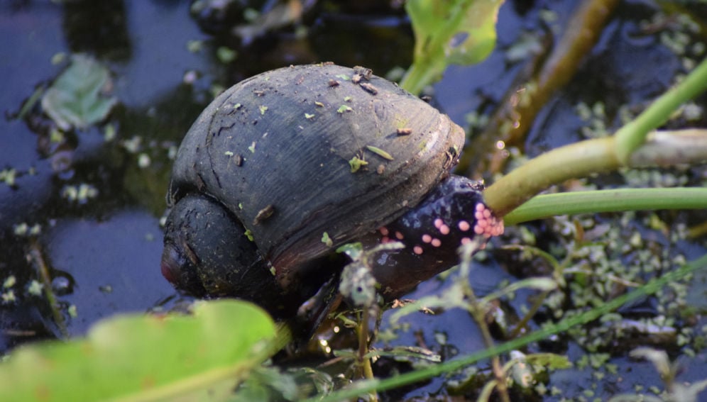 Rice-eating apple snail wreaks havoc in Kenya