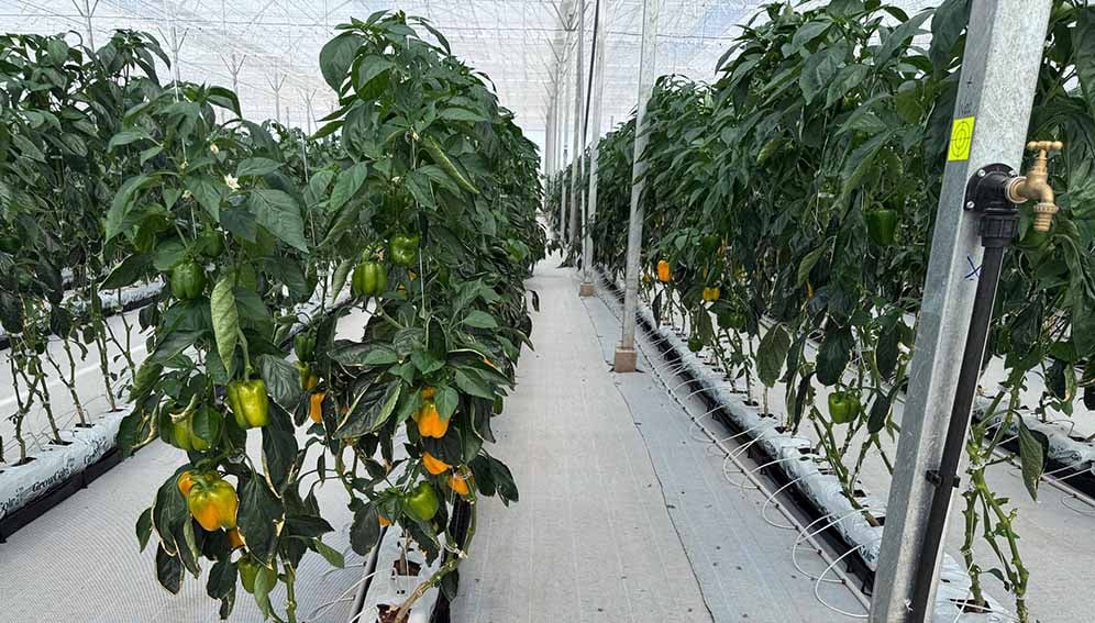 Namibia’s green hydrogen scheme grows veg in the desert - Sub-Saharan ...