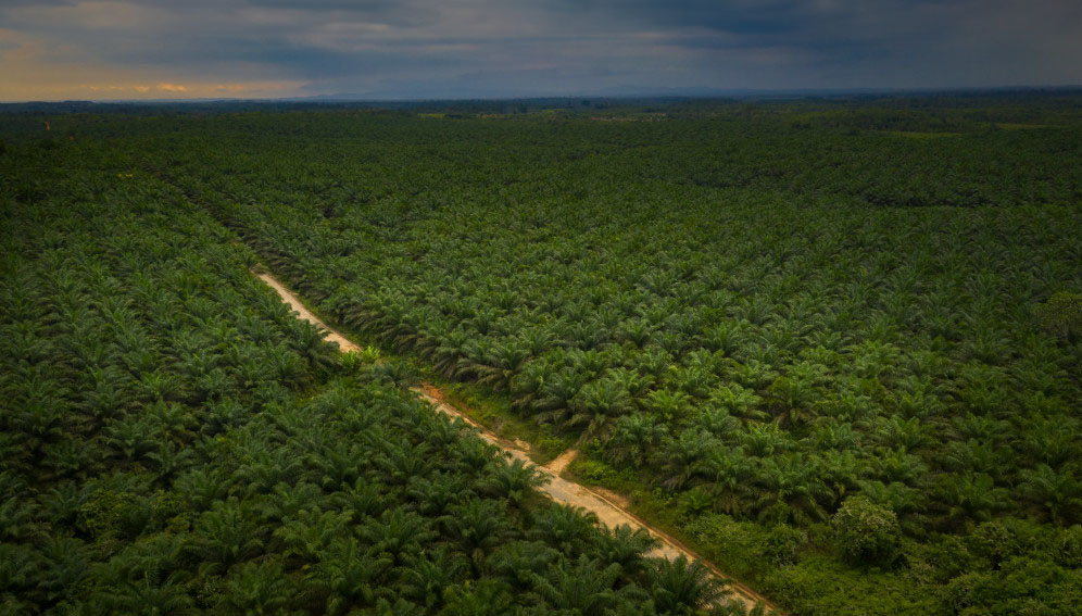 Tree islands ‘restore biodiversity’ in oil palm farms – Green Reporter