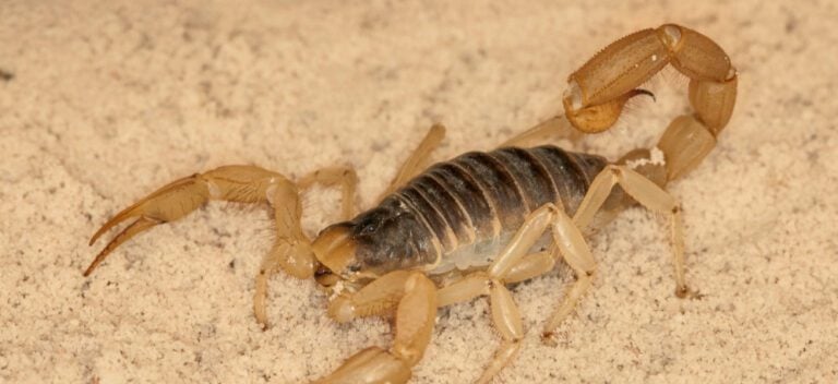 Robot uses electric charge to extract scorpion venom