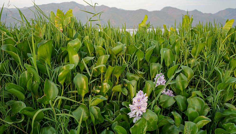 Water Hyacinth Invasive Species Water Hyacinth (455)