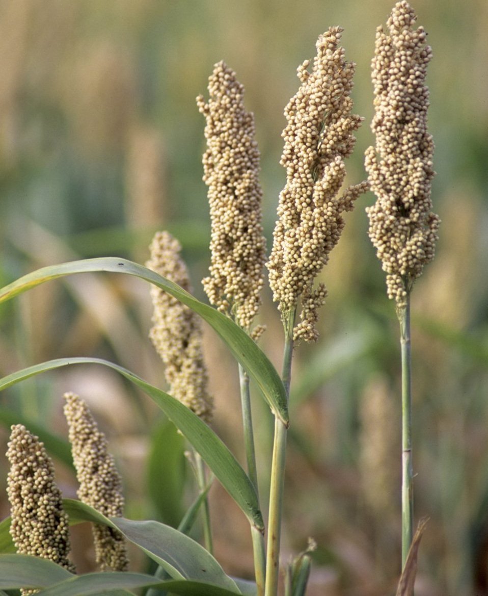 ICT improves sesame farming - Sub-Saharan Africa