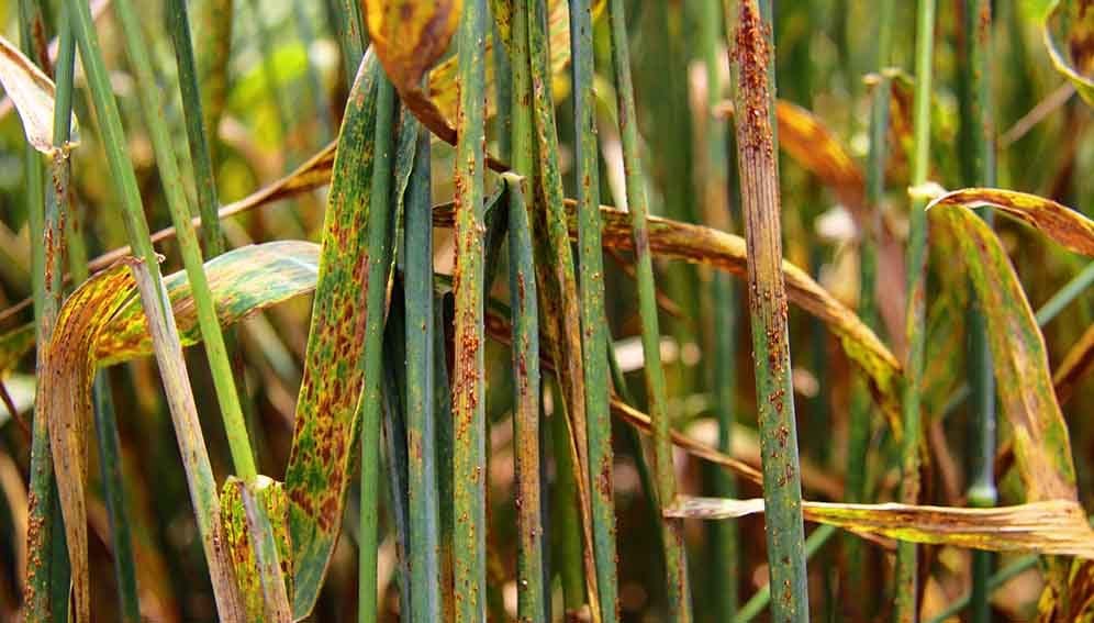 Crop disease pandemic coming ‘sooner rather than later’ - Sub-Saharan ...