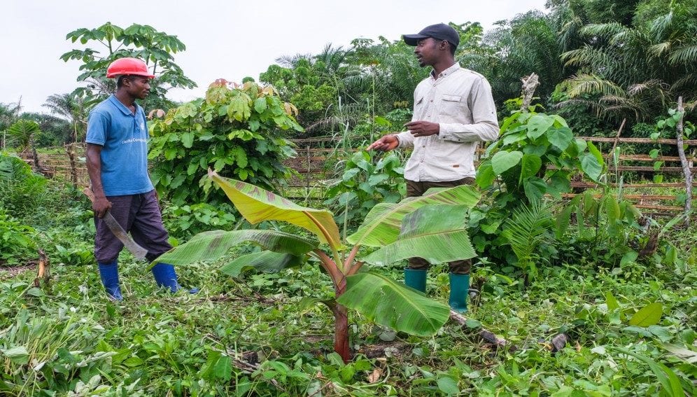 Tracking tool makes light work of banana breeding - Sub-Saharan Africa