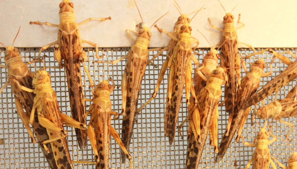 Mass breeding of desert locusts unlocks new food source - Sub-Saharan ...