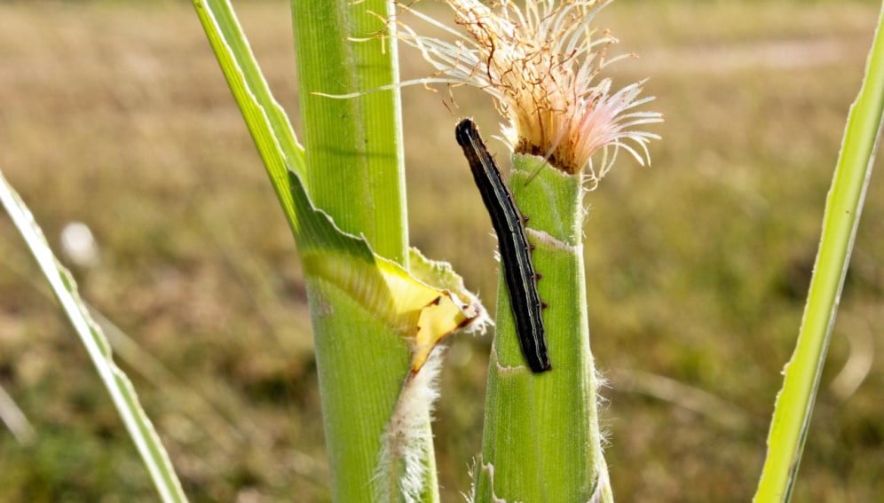 Helping Africa’s farmers control climate-induced pests - Sub-Saharan Africa