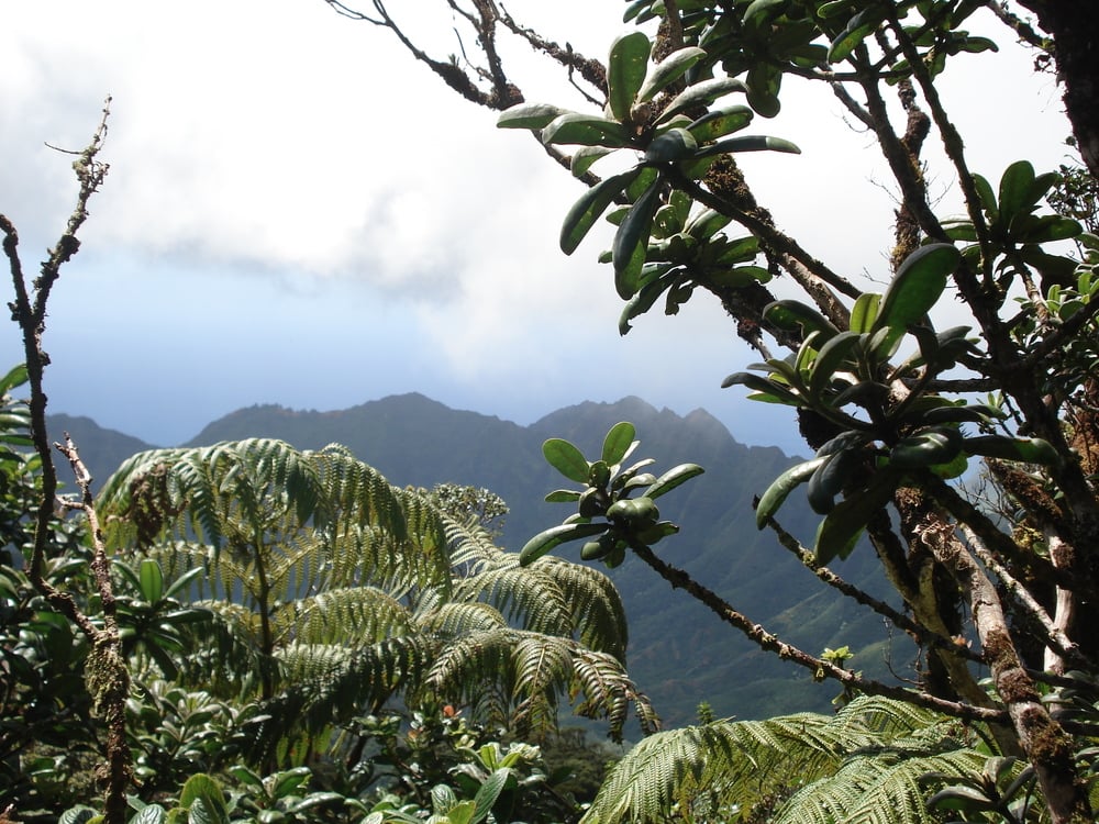 Conservation and tradition to save Hawaiian ecosystem