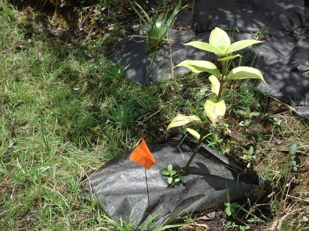 Conservation and tradition to save Hawaiian ecosystem