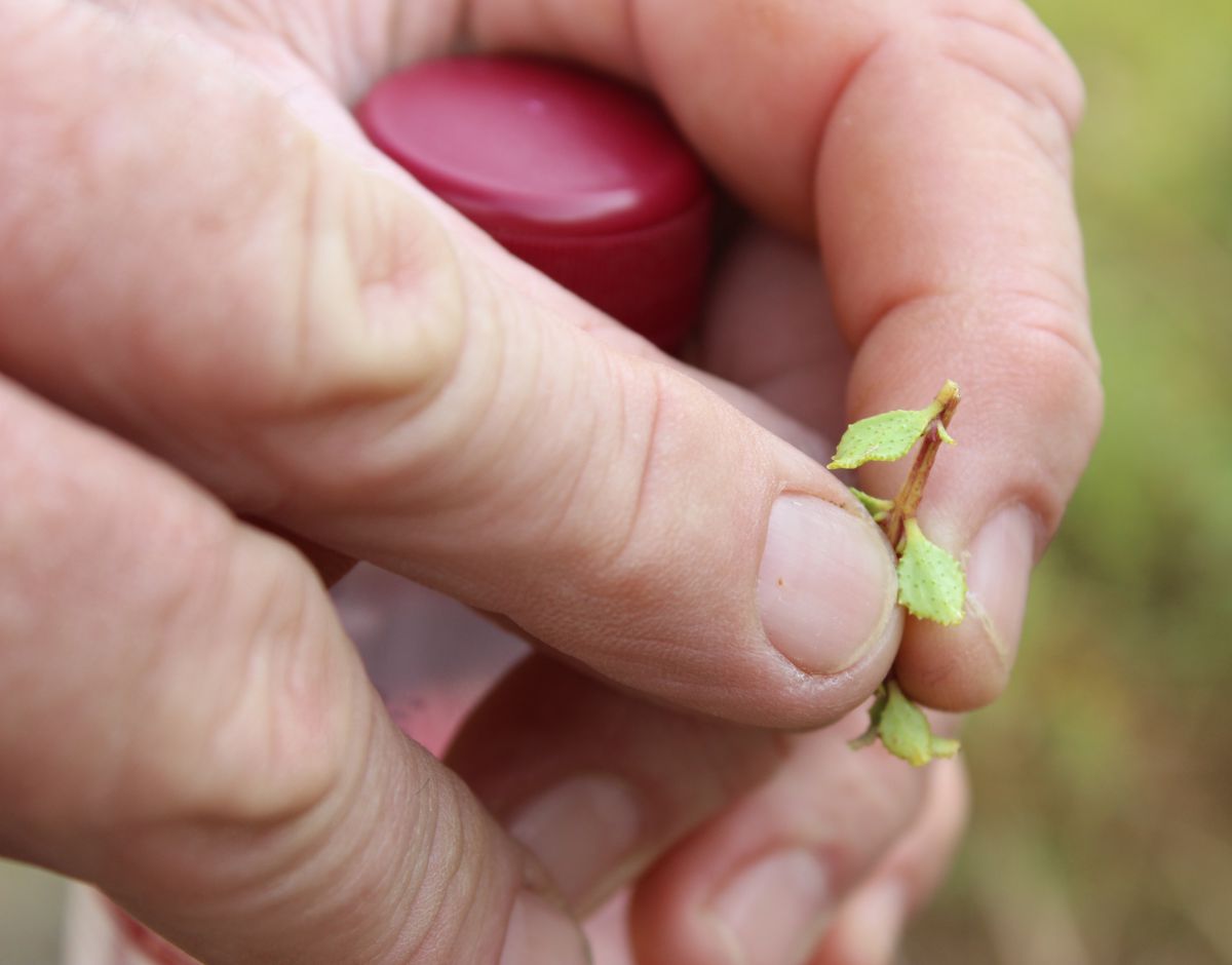 Business adds value to indigenous medicine