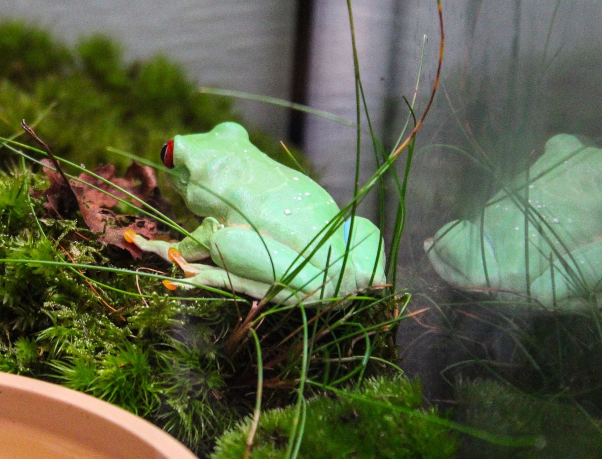 Frogs under the spotlight to prevent extinction