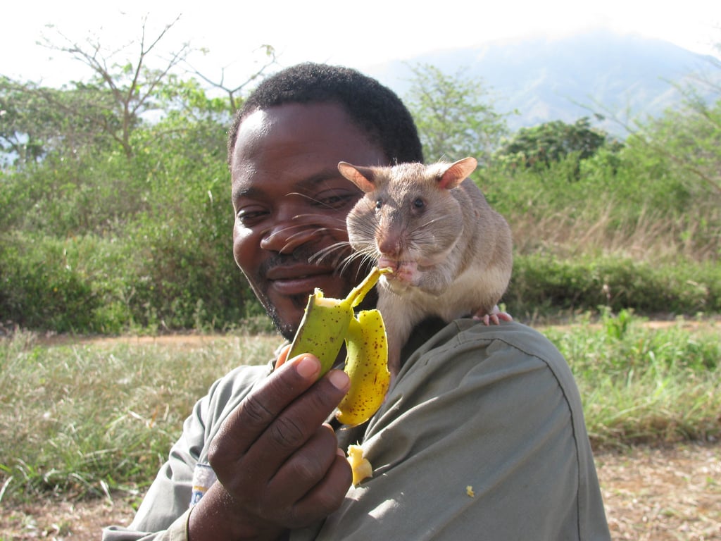 How rats become heroes in Africa