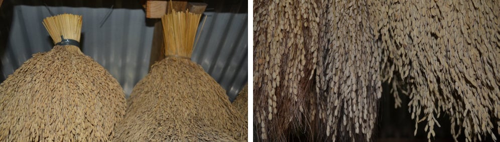 Q&A: Heritage rice terraces blend culture, modern science