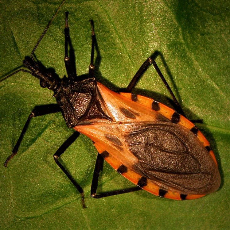 Centroamérica: fumigar viviendas no basta para eliminar Chagas ...