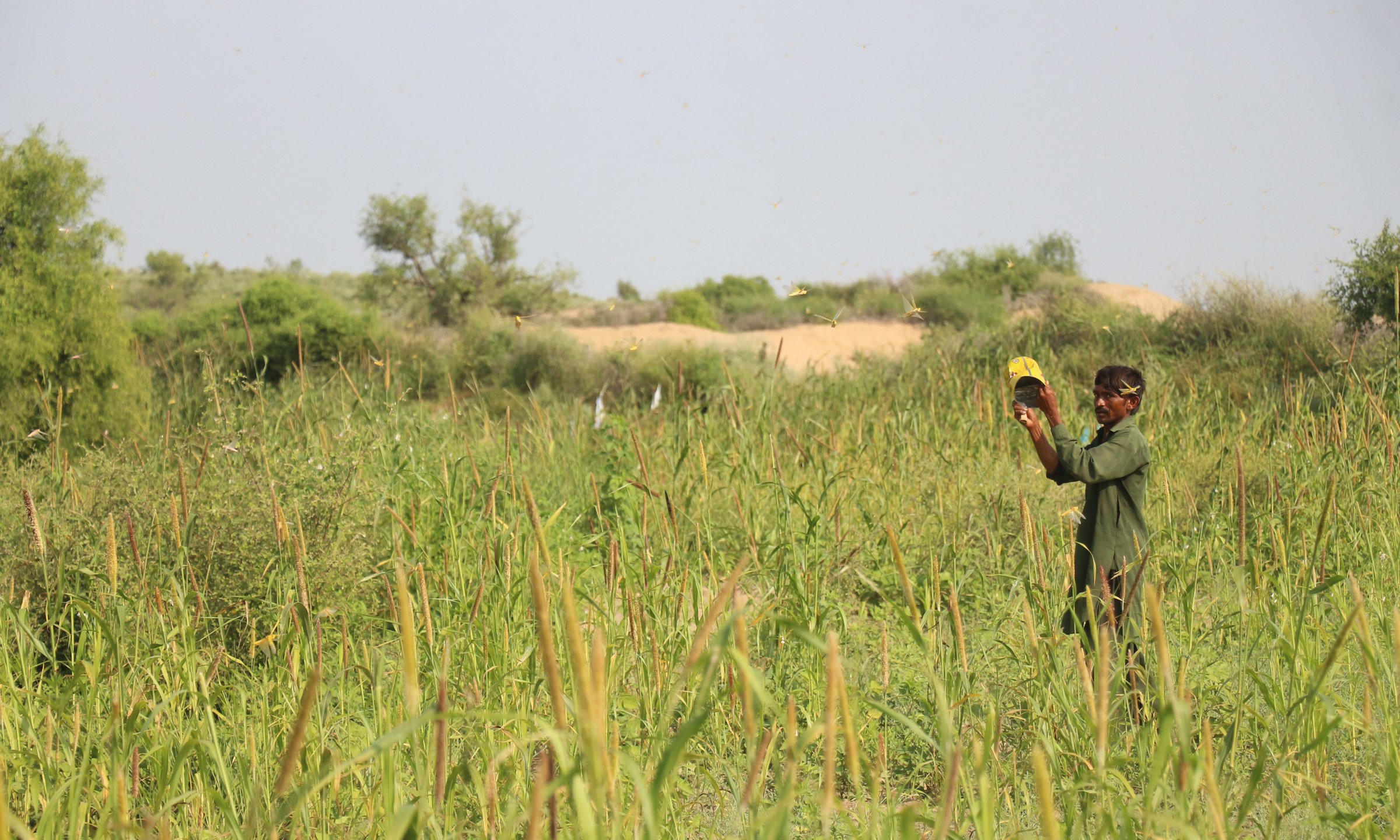 Locust horde threaten Pakistan’s prized cotton farms - Asia & Pacific